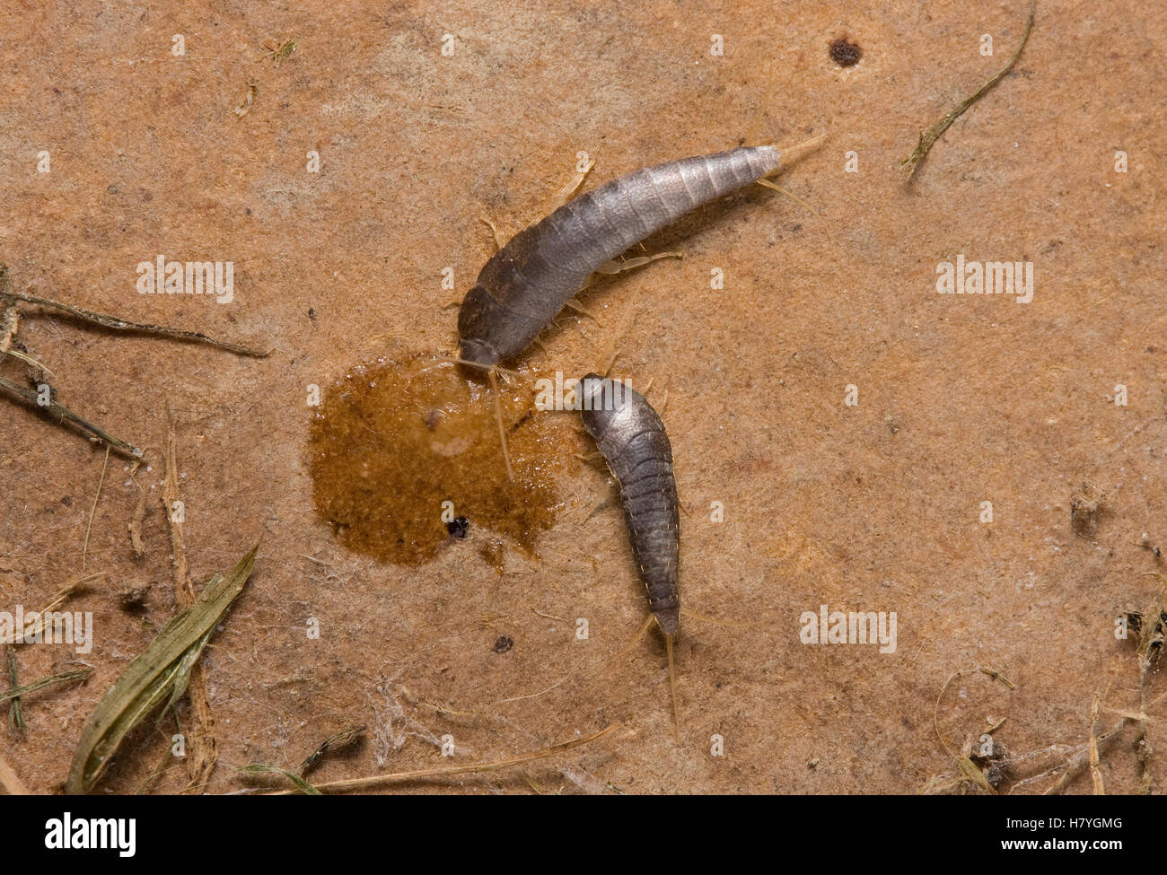 Silverfish (Lepisma saccharina) pair feeding Stock Photo - Alamy