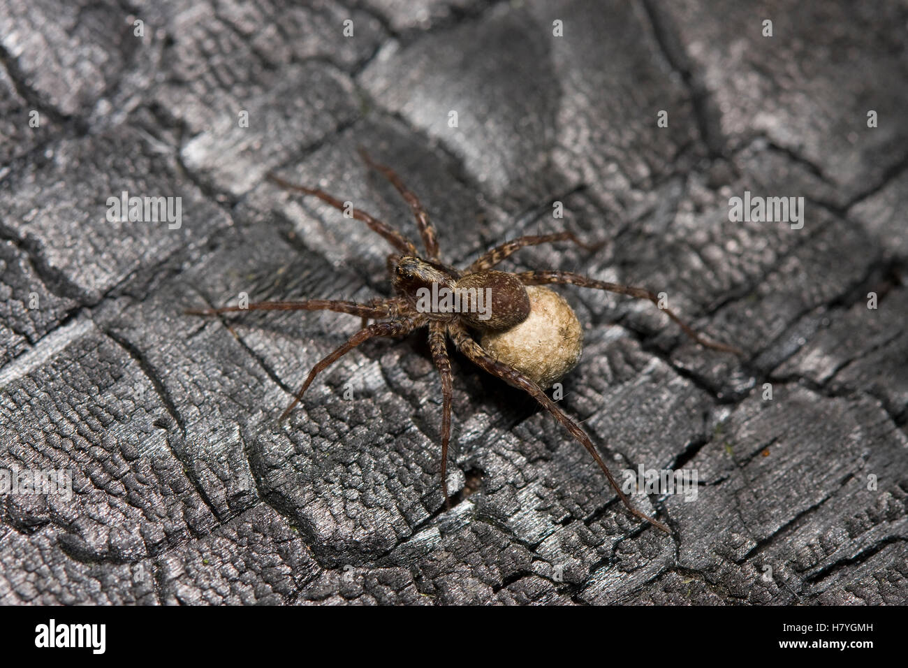 Wolf Spider (Pardosa sp) with egg-sac Stock Photo - Alamy