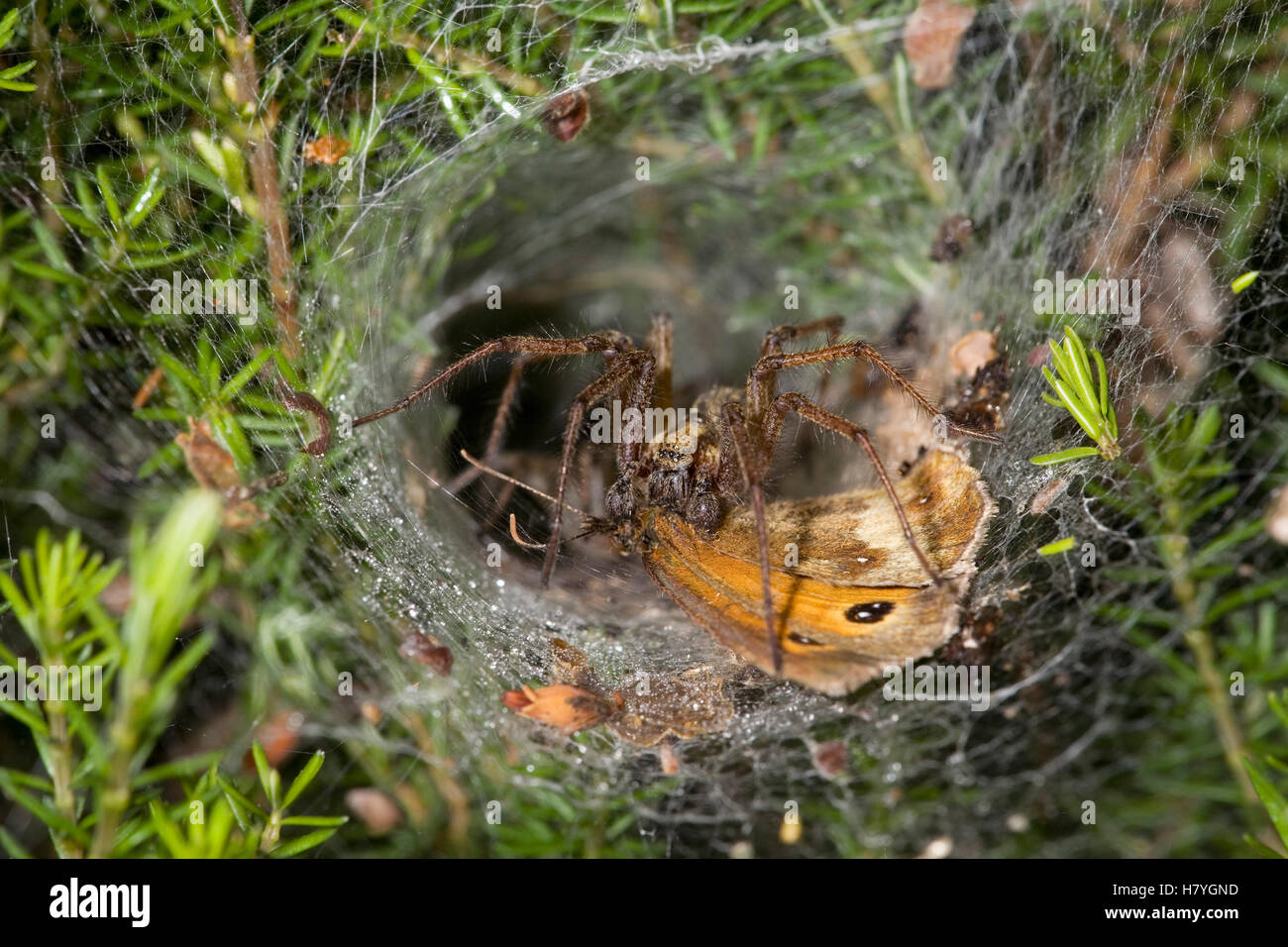 Labyrinth Spider (Agelena labyrinthica) feeding on butterfly in web ...