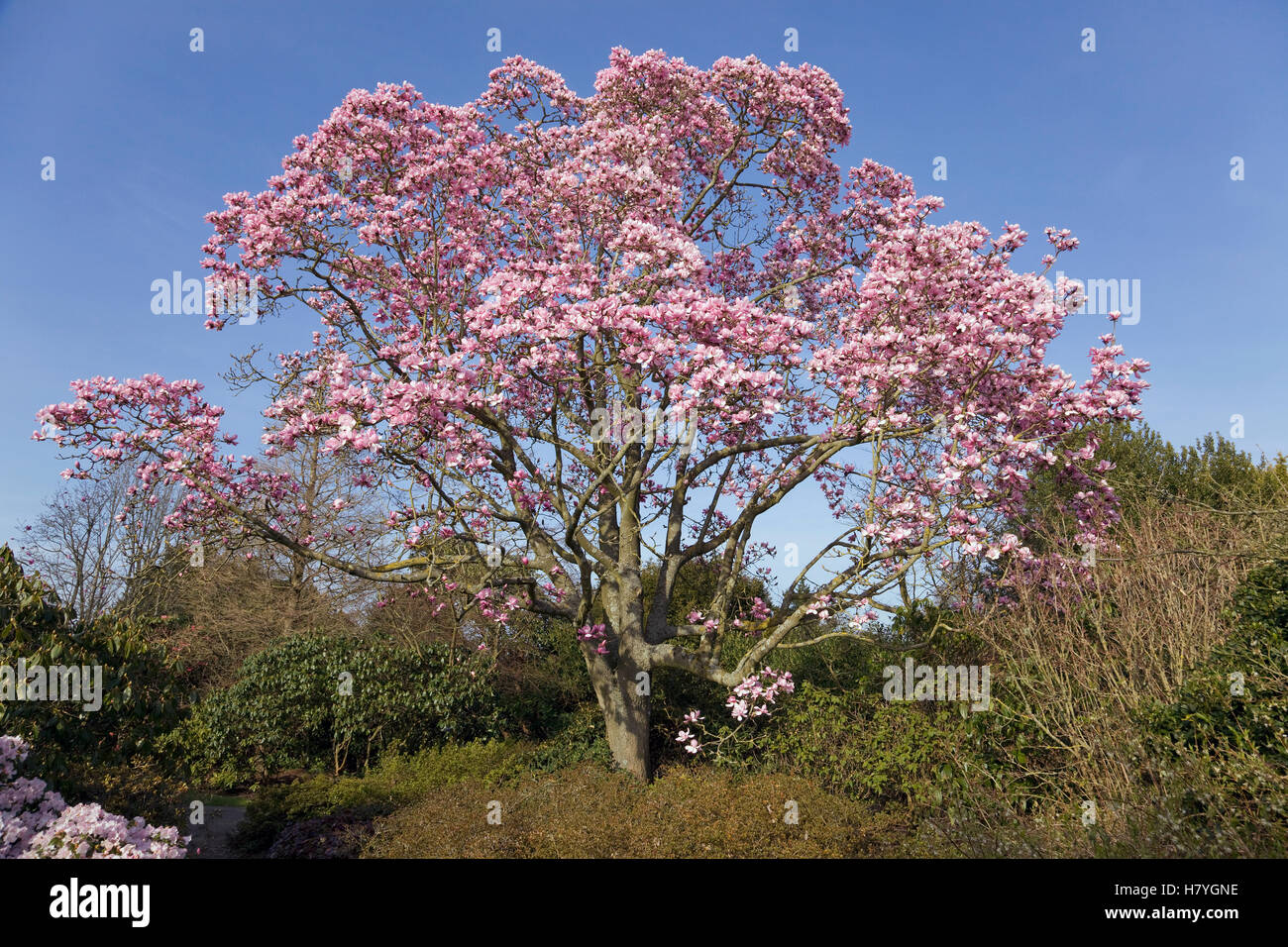Magnolia (Magnolia sp)flowering Stock Photo - Alamy