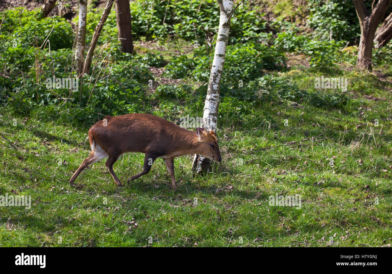 Reeve's Muntjac (Muntiacus reevesi) in woodland clearing, Surrey ...