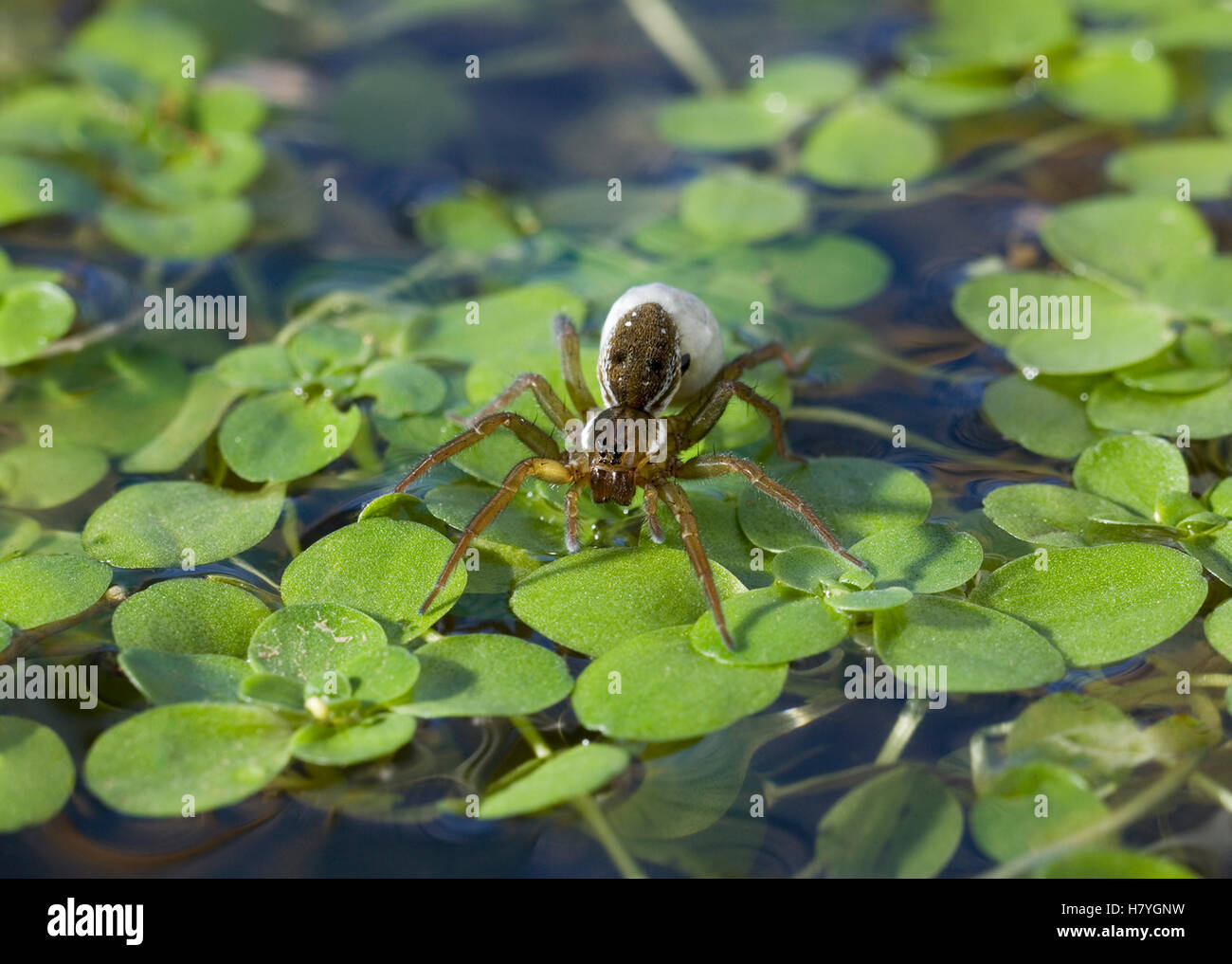 Pond Pirate Spider (Pirata piraticus) with egg-sac on pond surface ...