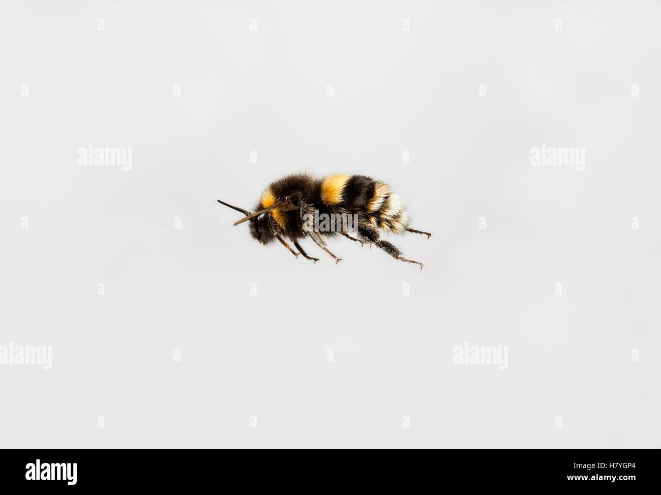 Bumblebee (Bombus sp) flying Stock Photo - Alamy
