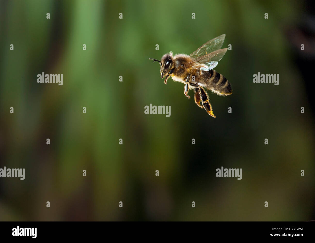 Honey Bee (Apis mellifera) flying Stock Photo - Alamy
