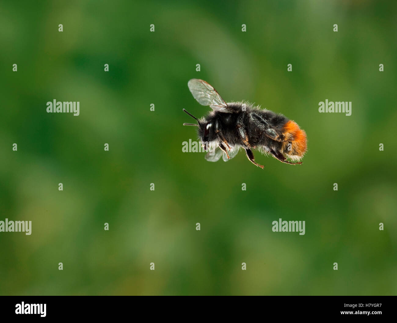 Red-tailed Bumblebee (Bombus lapidarius) flying Stock Photo - Alamy