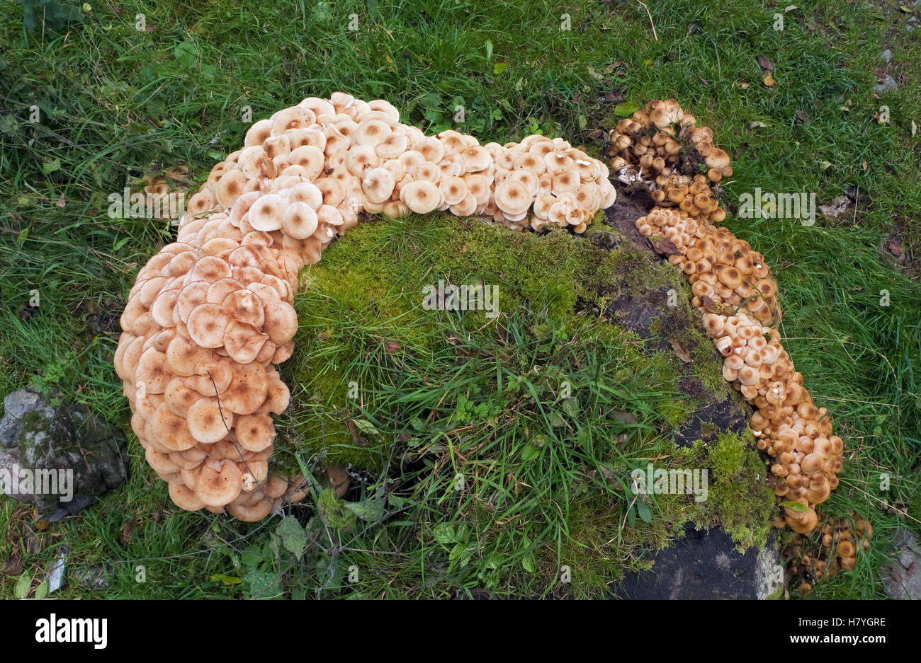 Honey Fungus (Armillaria mellea) on tree stump, England Stock Photo - Alamy