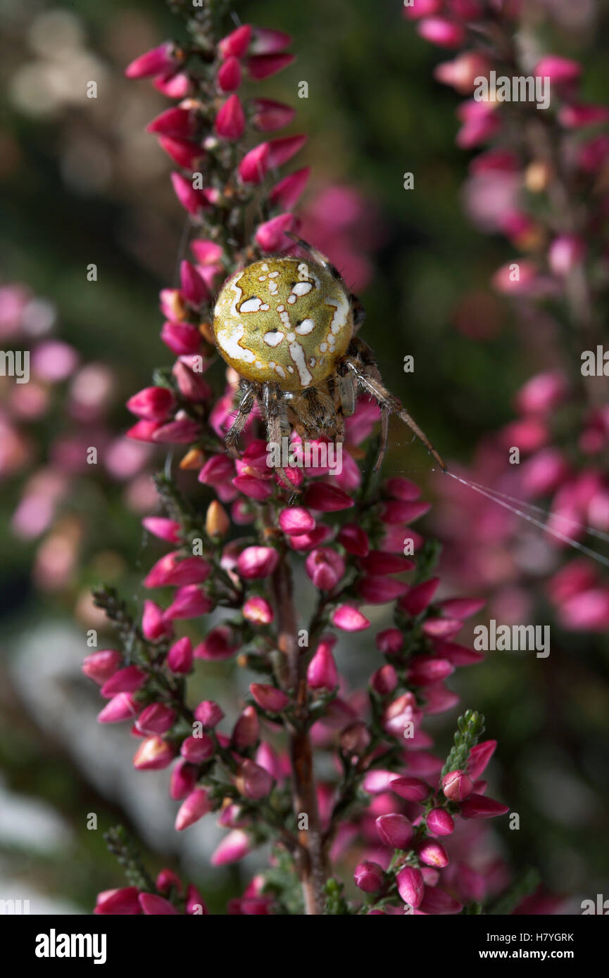 Four Spot Orb Weaver (Araneus quadratus Stock Photo - Alamy