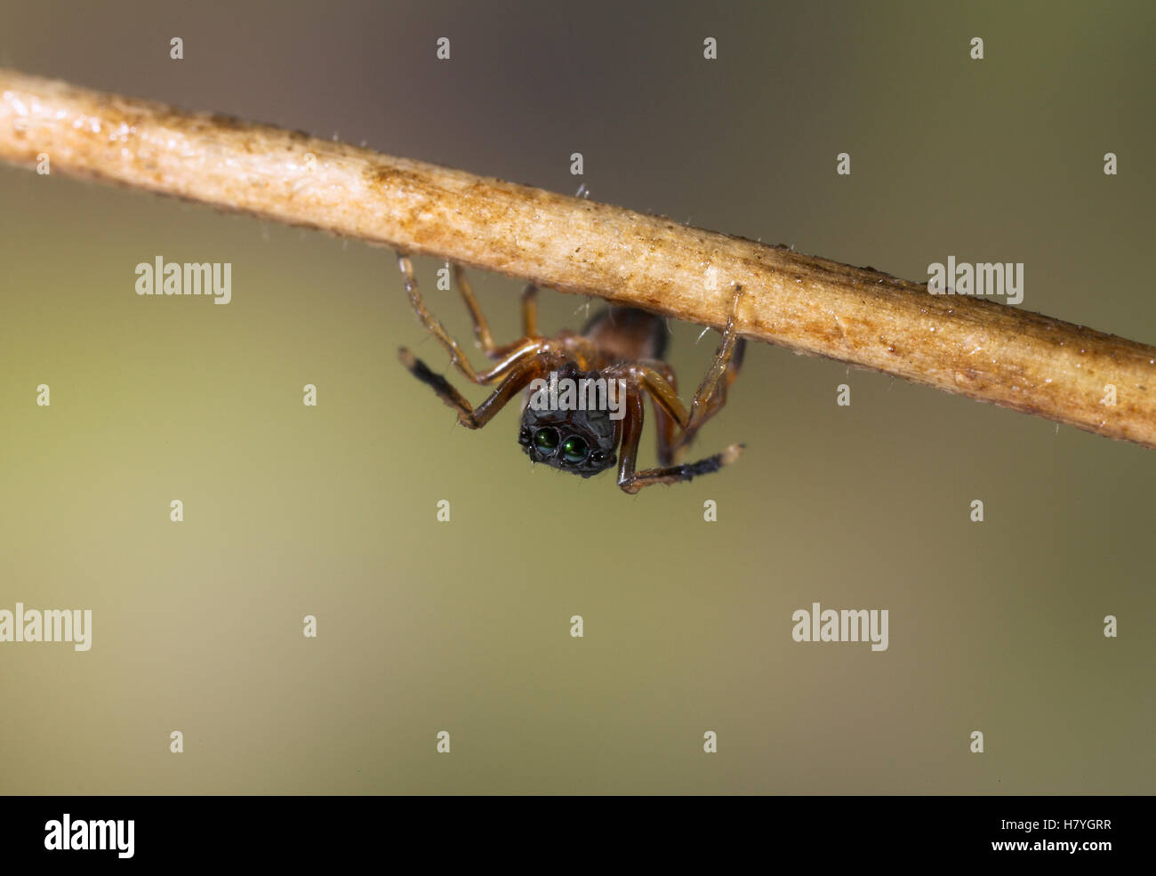 Ant-mimic Jumping Spider (Myrmarachne formicaria), Sussex, England ...