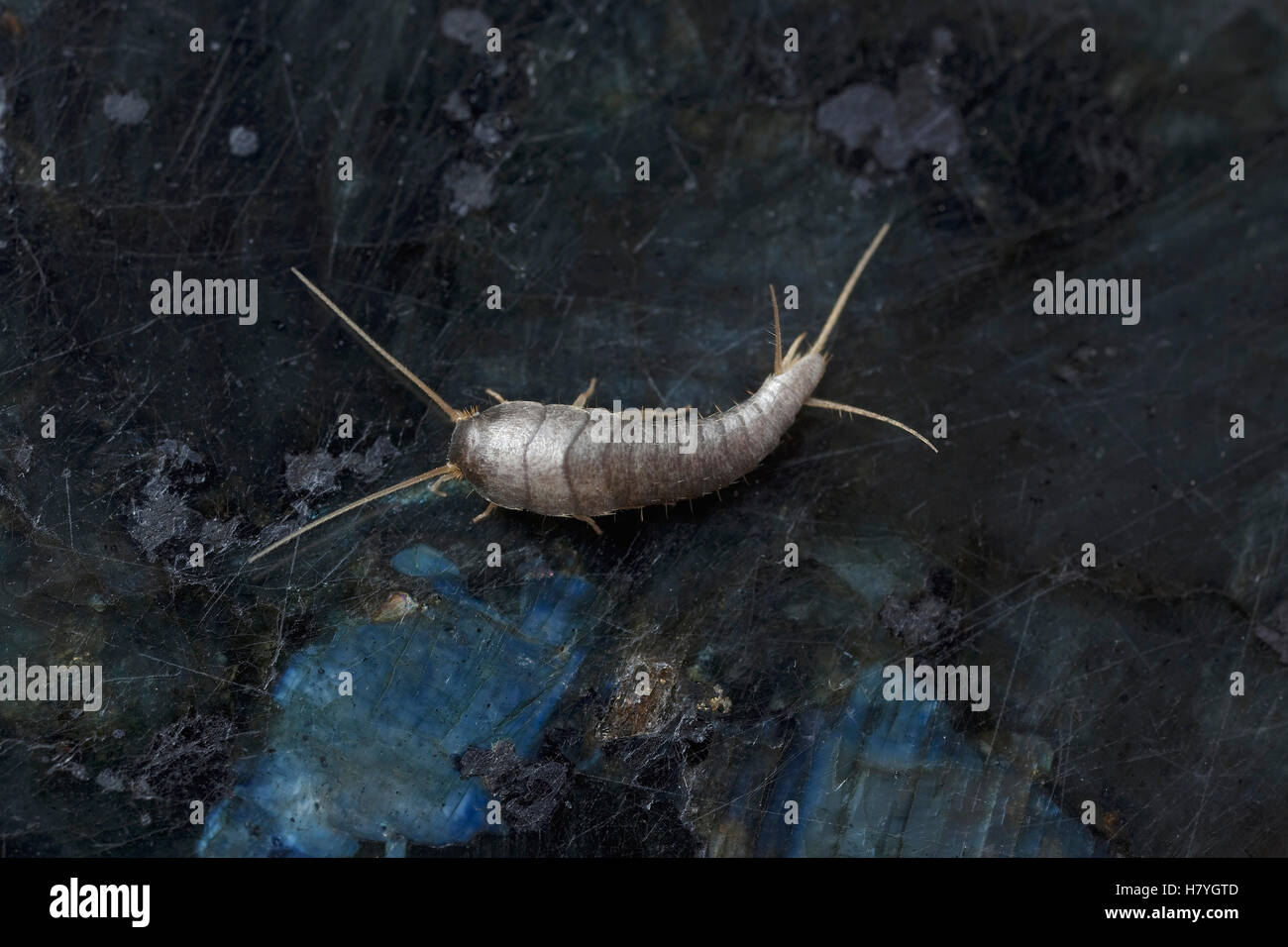 Silverfish (Lepisma saccharina) feeding on kitchen granite surface ...