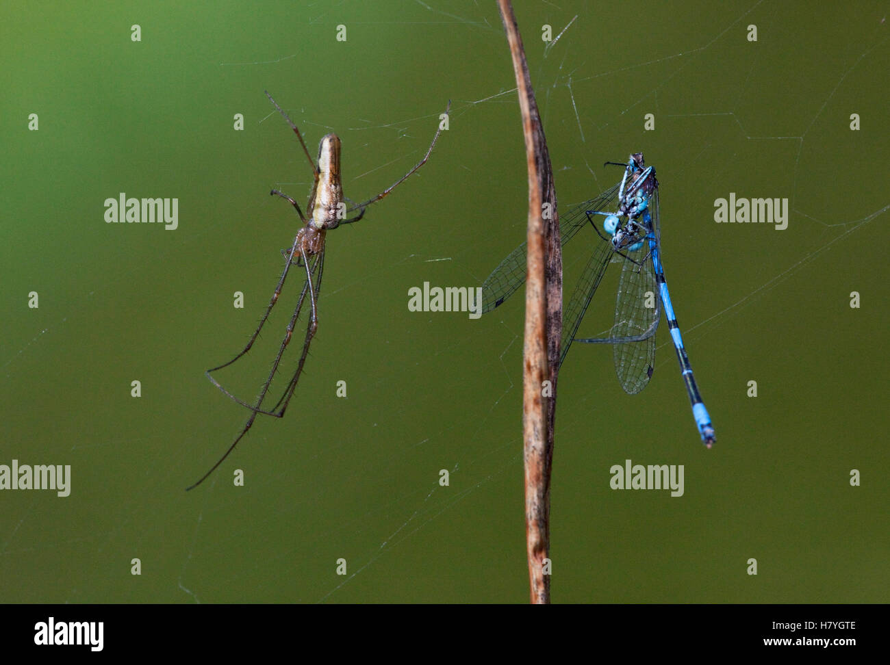 European Grass Spider (Tetragnatha extensa) with husk of damselfly prey ...
