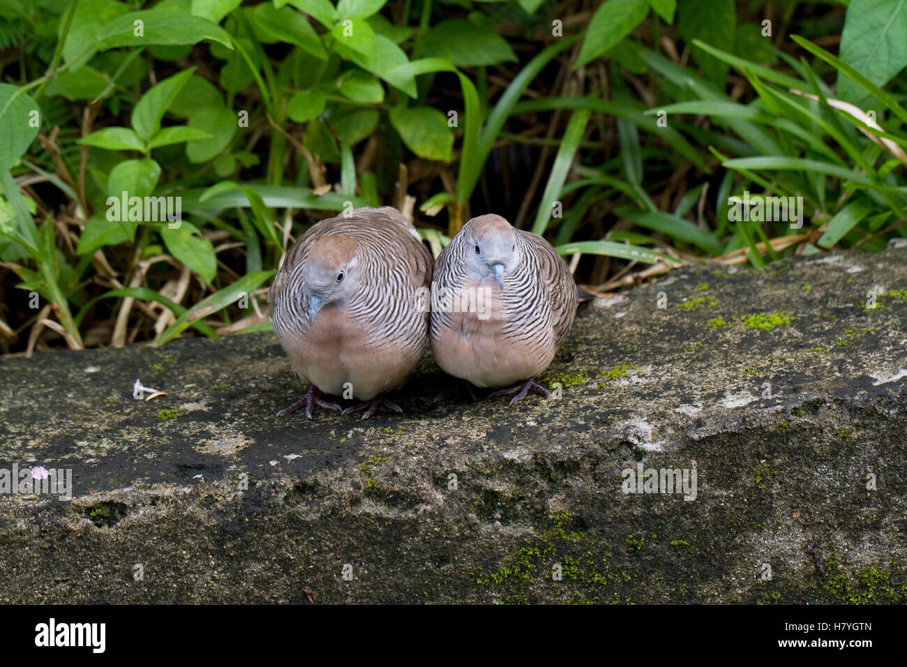 Zebra Dove (Geopelia striata) pair, Seychelles Stock Photo - Alamy