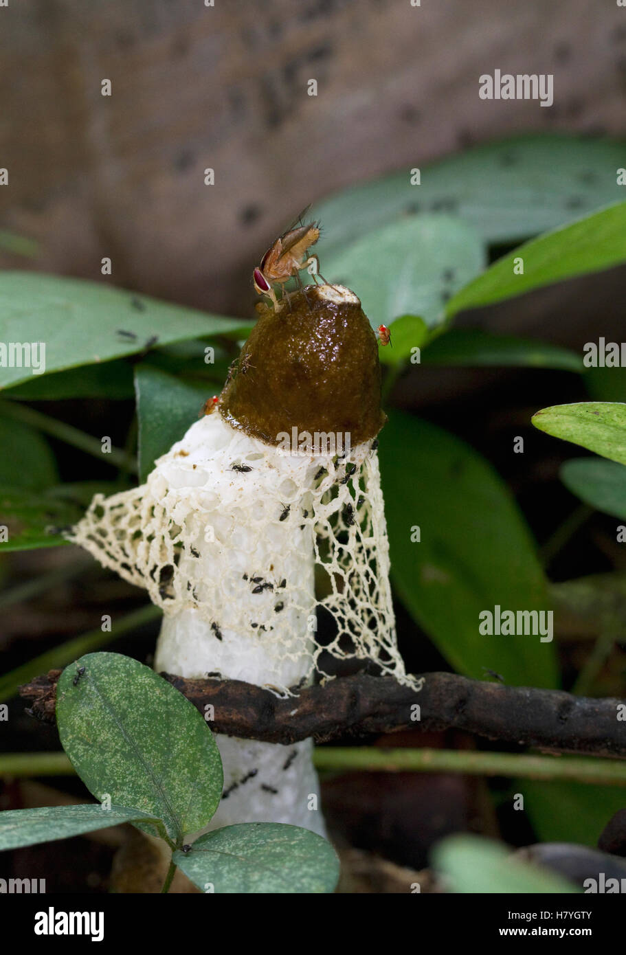 Stinkhorn (Phallaceae) mushroom, Seychelles Stock Photo - Alamy