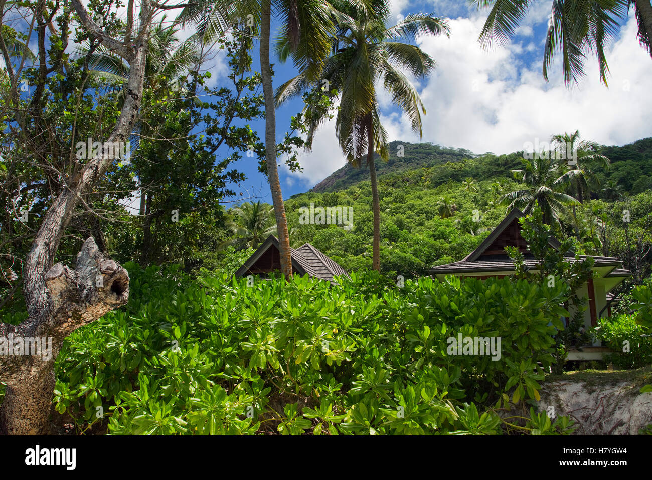 Rainforest edge with lodges in foreground, Silhouette Island ...