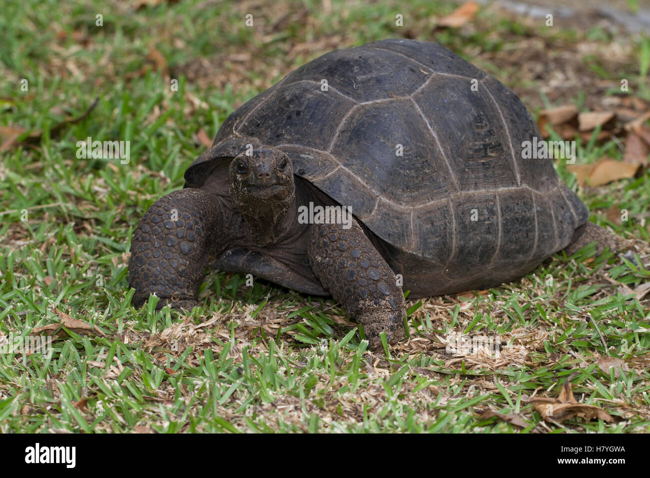 Aldabra Giant Tortoise (Aldabrachelys gigantea), Silhouette Island ...