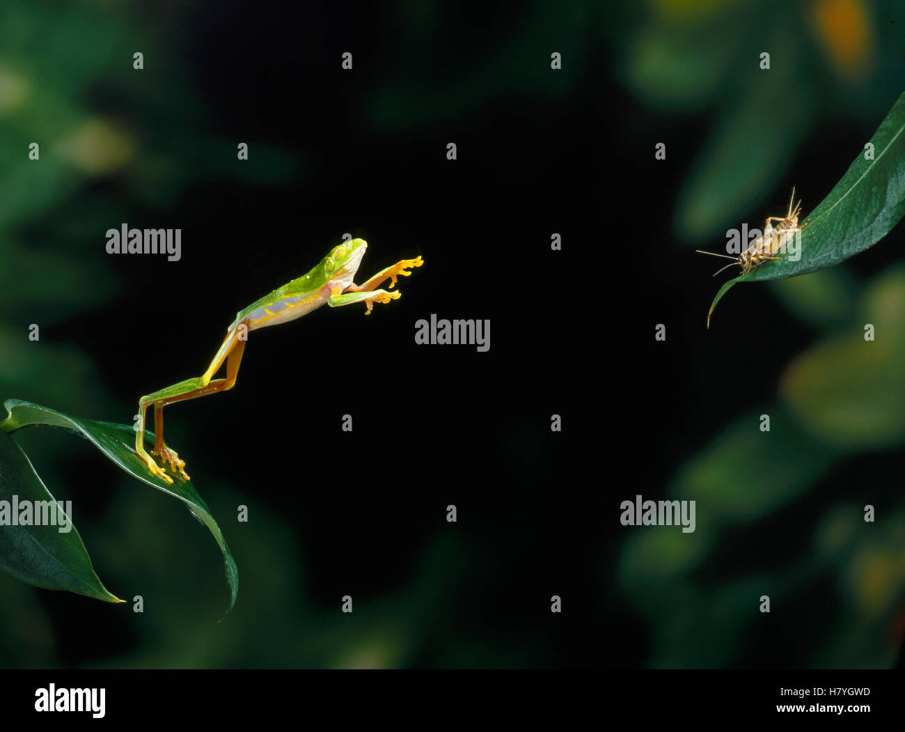 Red-eyed Tree Frog (Agalychnis callidryas) leaping at cricket, native ...