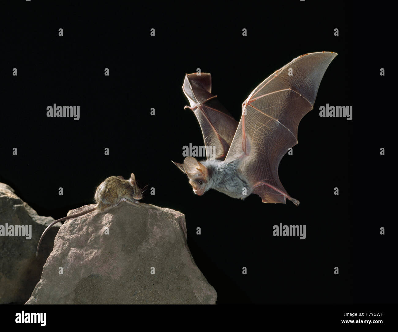 False Vampire Bat (Megaderma lyra) hunting mouse, India Stock Photo - Alamy