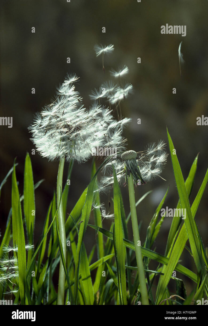 Seed dispersal wind High Resolution Stock Photography and Images - Alamy