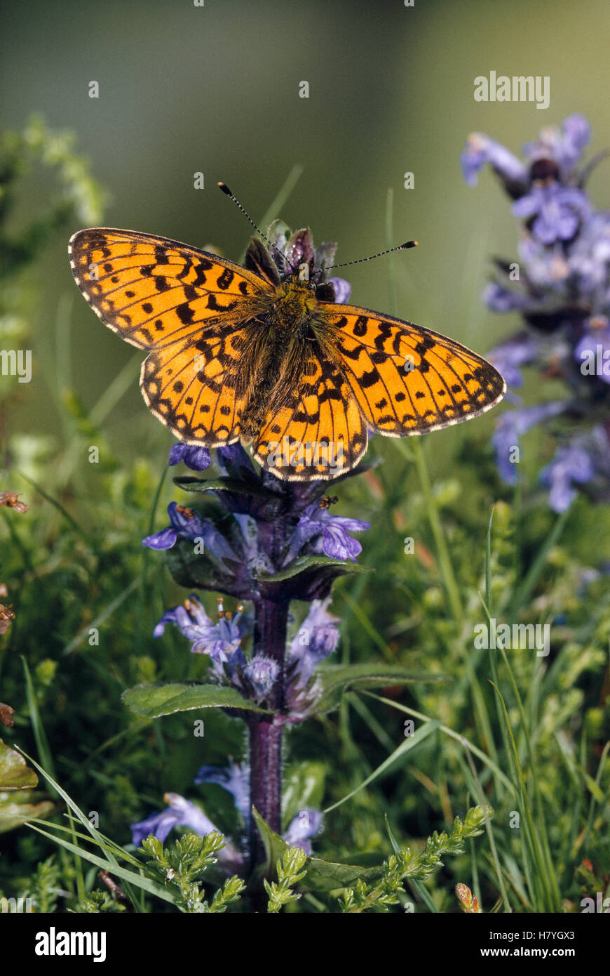Pearl-bordered Fritillary (Clossiana euphrosyne) on bugle, England ...