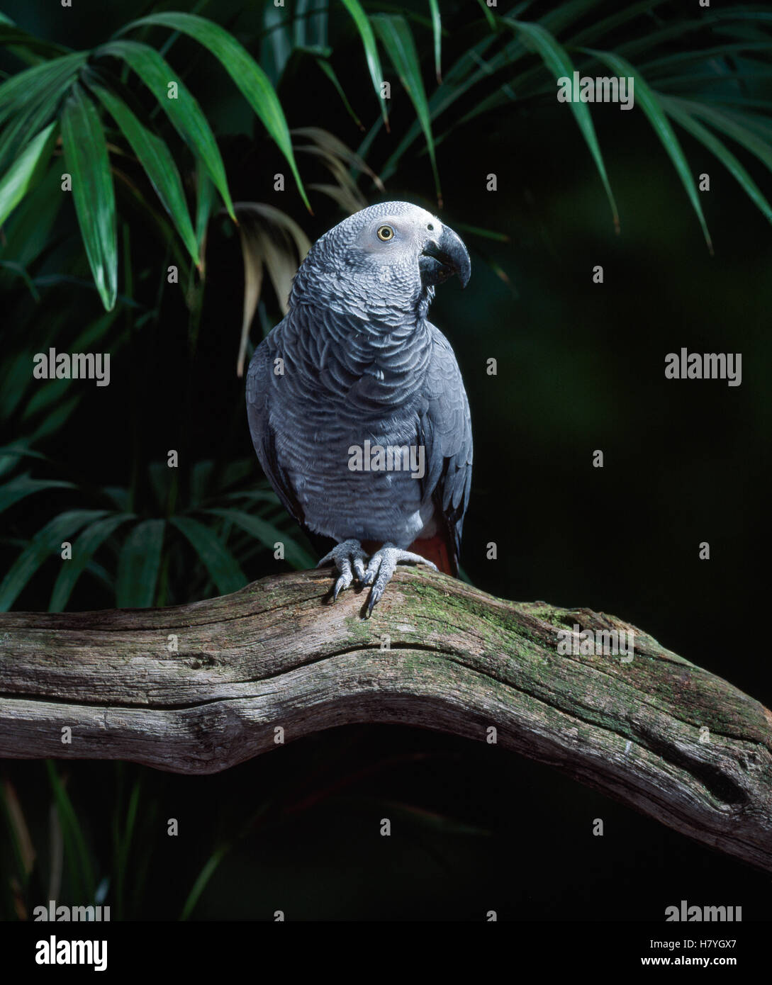 African Grey Parrot (Psittacus erithacus Stock Photo - Alamy