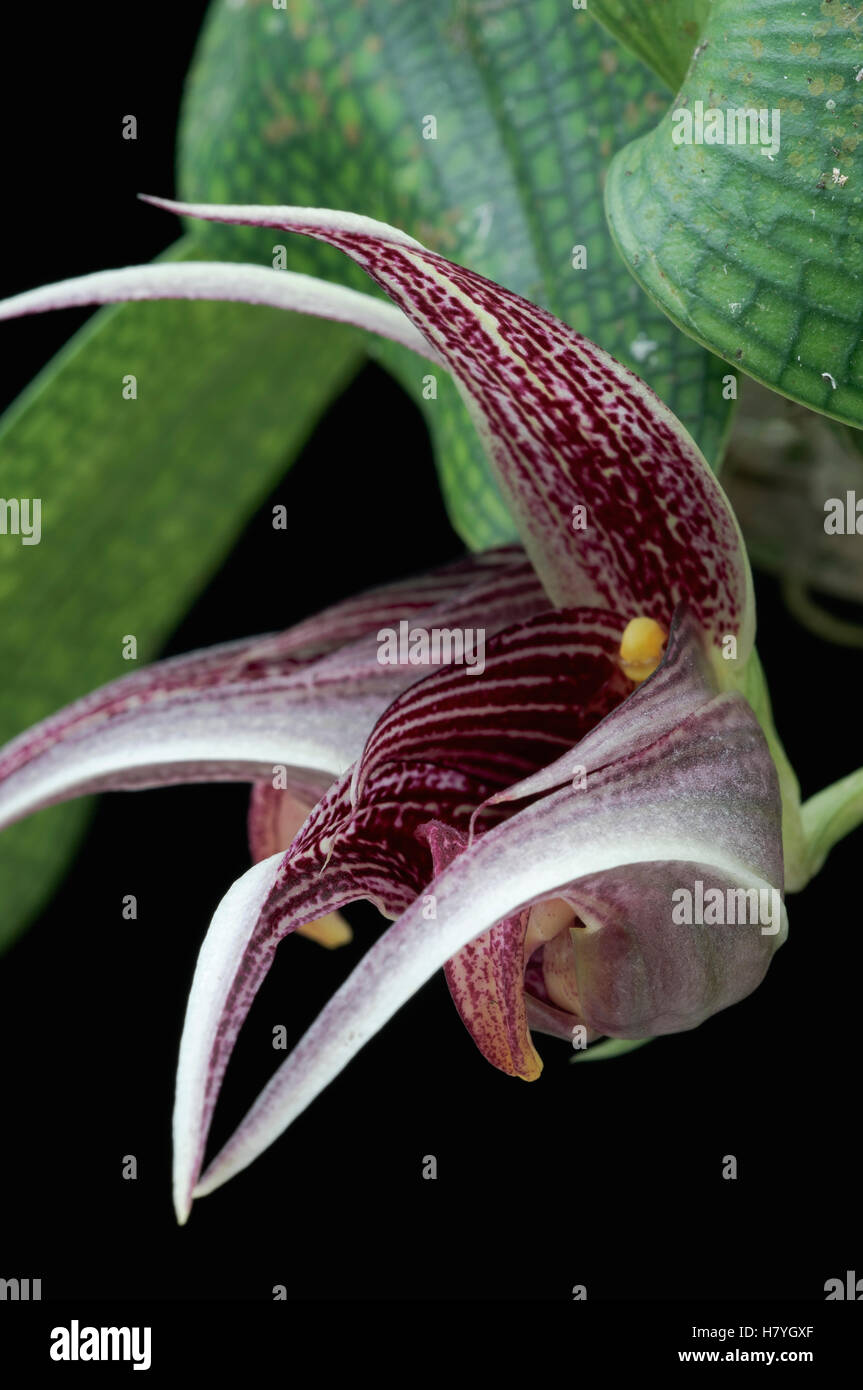 Rainforest Orchid (Bulbophyllum reticulatum) flower, endemic to ...