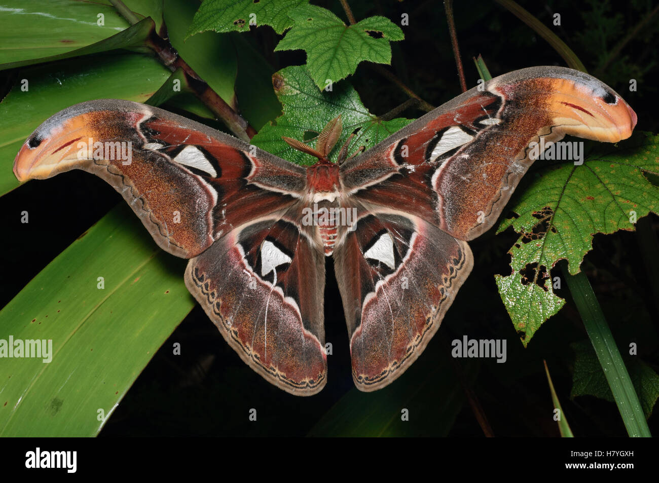 Atlas Moth (Attacus atlas) male, Khao Yai National Park, Thailand Stock ...