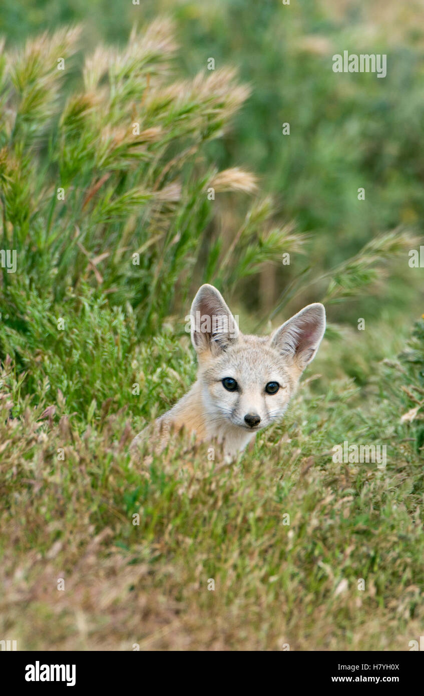 San Joaquin Kit Fox (Vulpes macrotis mutica), Carrizo Plain National ...
