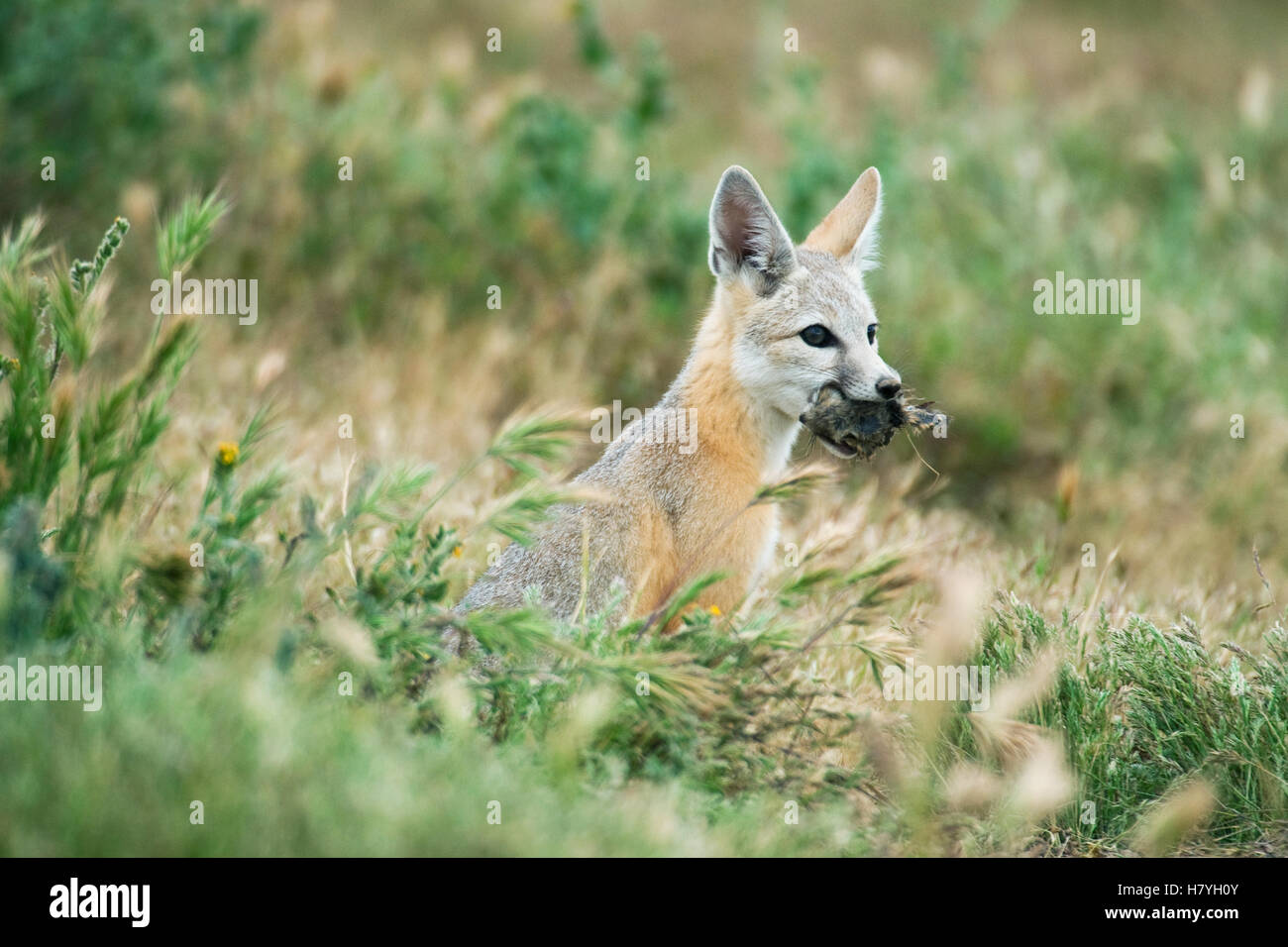 San Joaquin Kit Fox (Vulpes macrotis mutica) with prey, Carrizo Plain National Monument ...