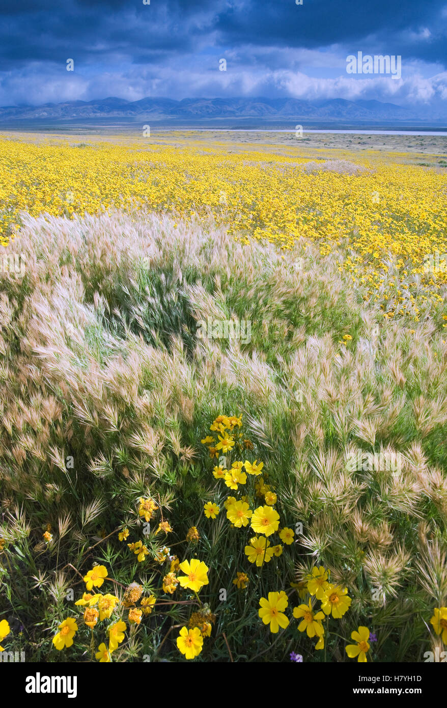 Tickseed (Coreopsis calliopsidea) and Foxtail (Vulpia sp), Carrizo ...