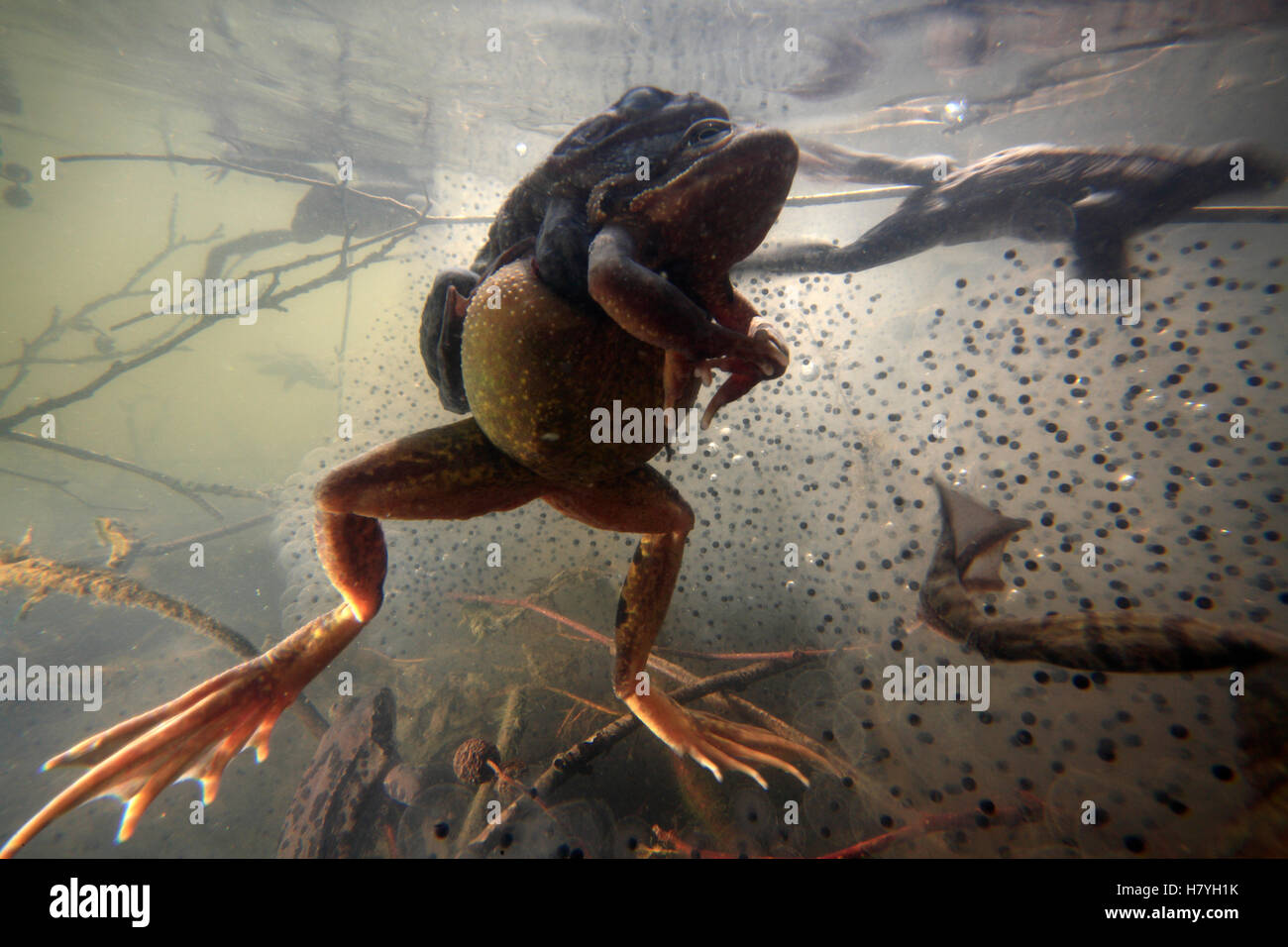 Common Frog (Rana temporaria) pair in amplexus, Alsace, France Stock ...