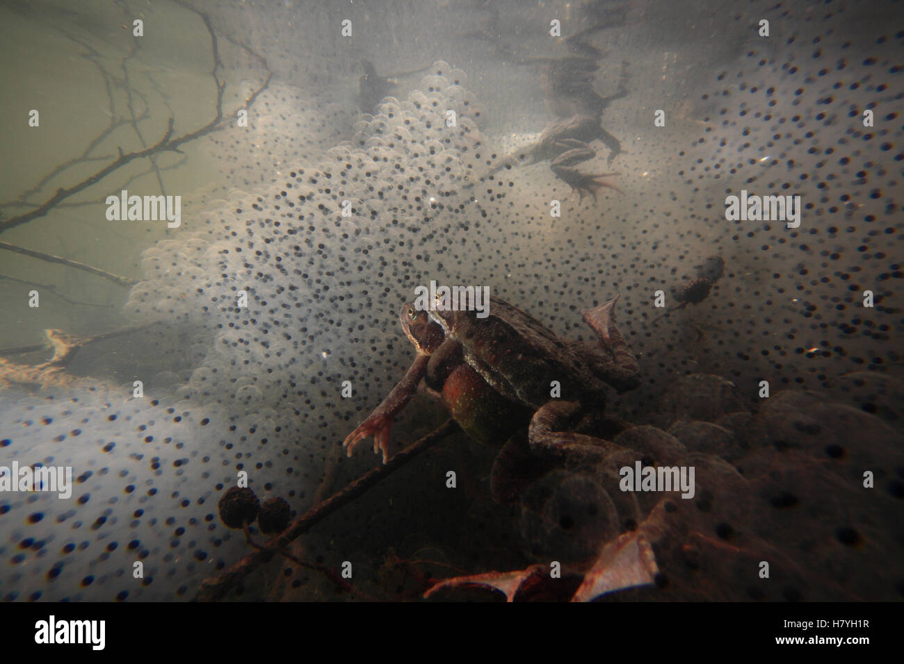 Common Frog (Rana temporaria) pair in amplexus, Alsace, France Stock ...