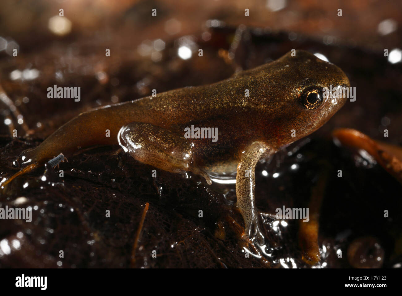 Common Frog (Rana temporaria) froglet, Burgundy, France Stock Photo - Alamy
