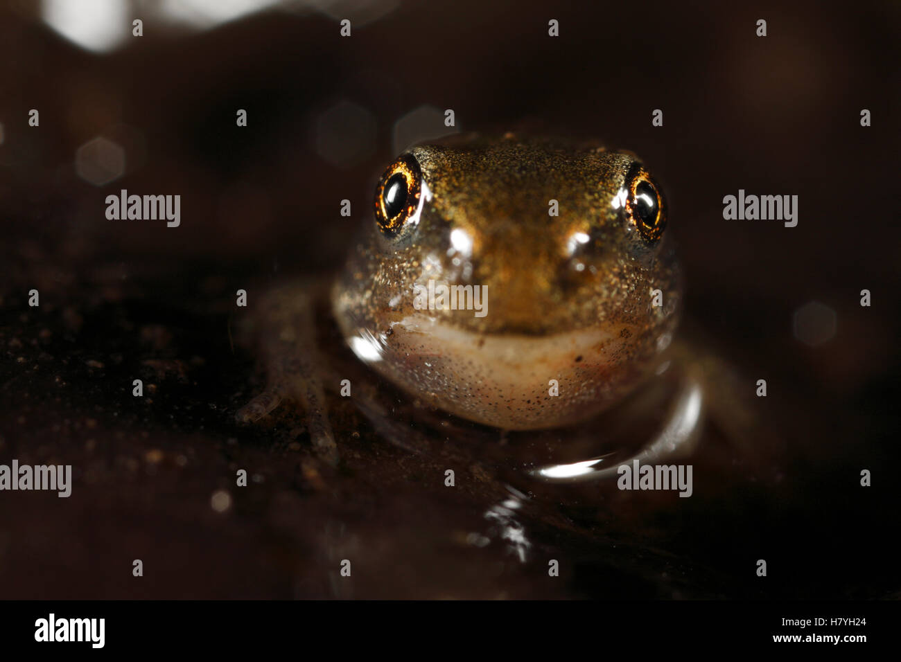 Common Frog (Rana temporaria) froglet, Burgundy, France Stock Photo - Alamy