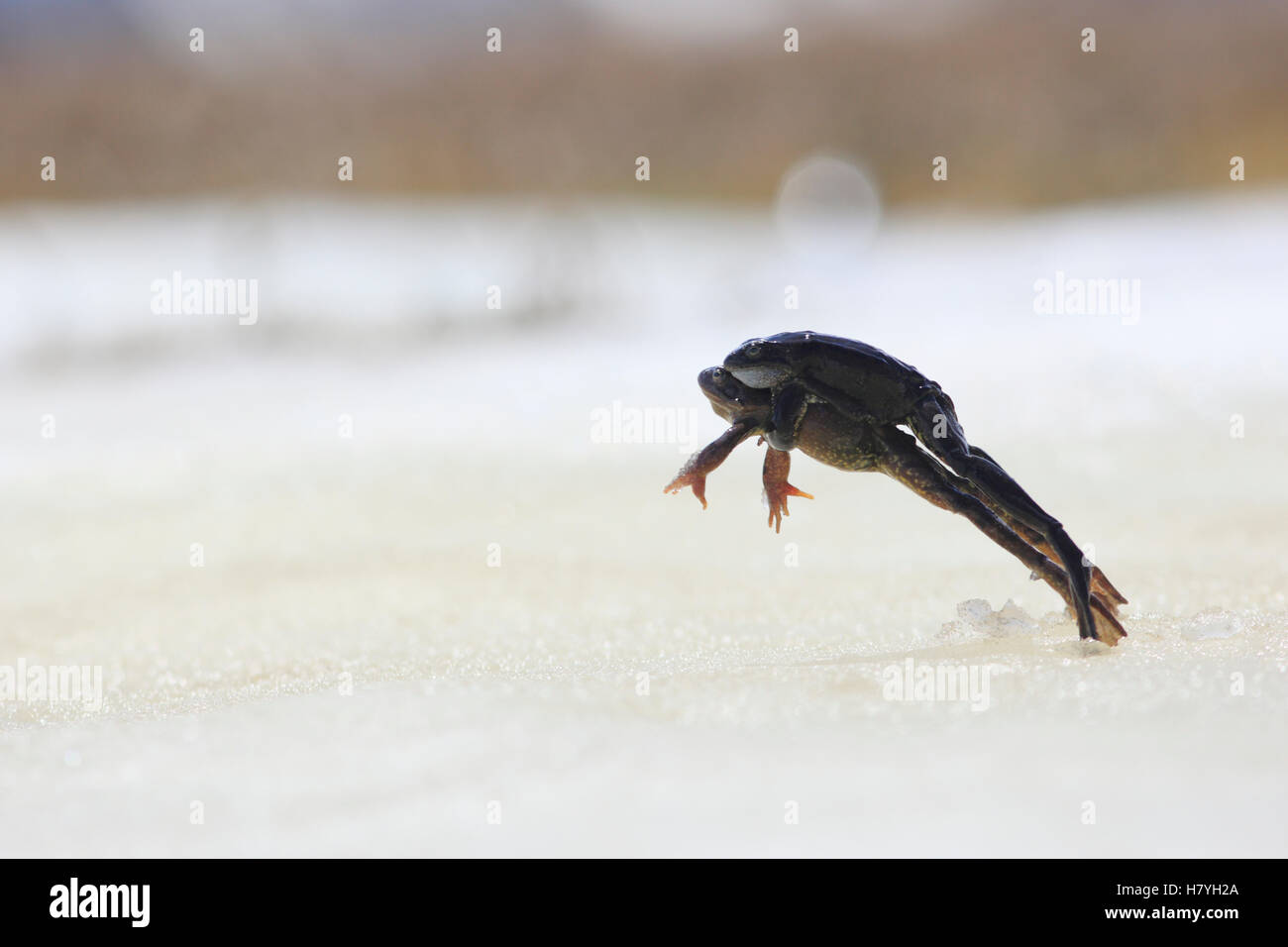 Common Frog (Rana temporaria) pair in amplexus jumping on snow at ...