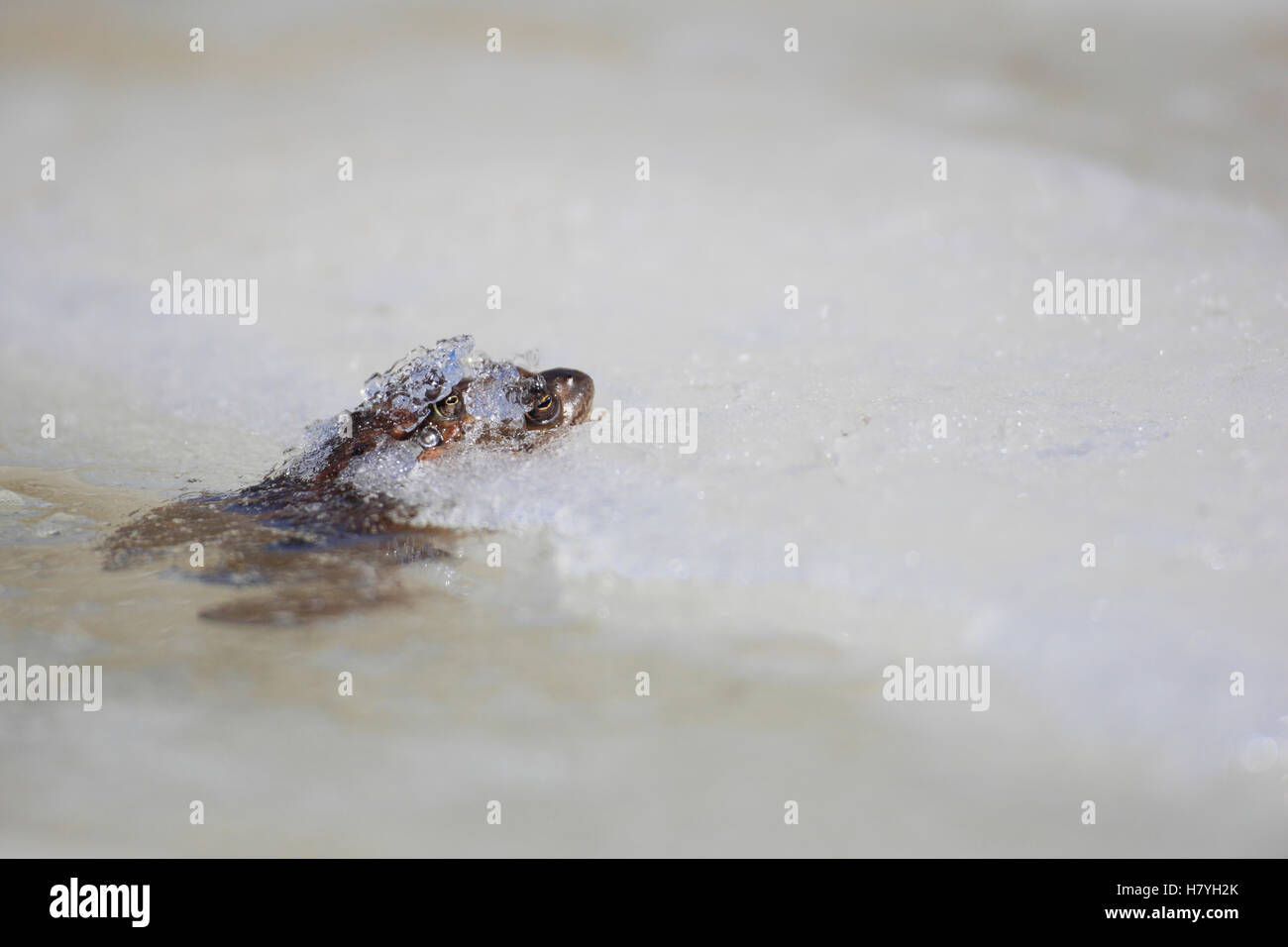 Common Frog (Rana temporaria) emerging from ice at around 2000 meters ...