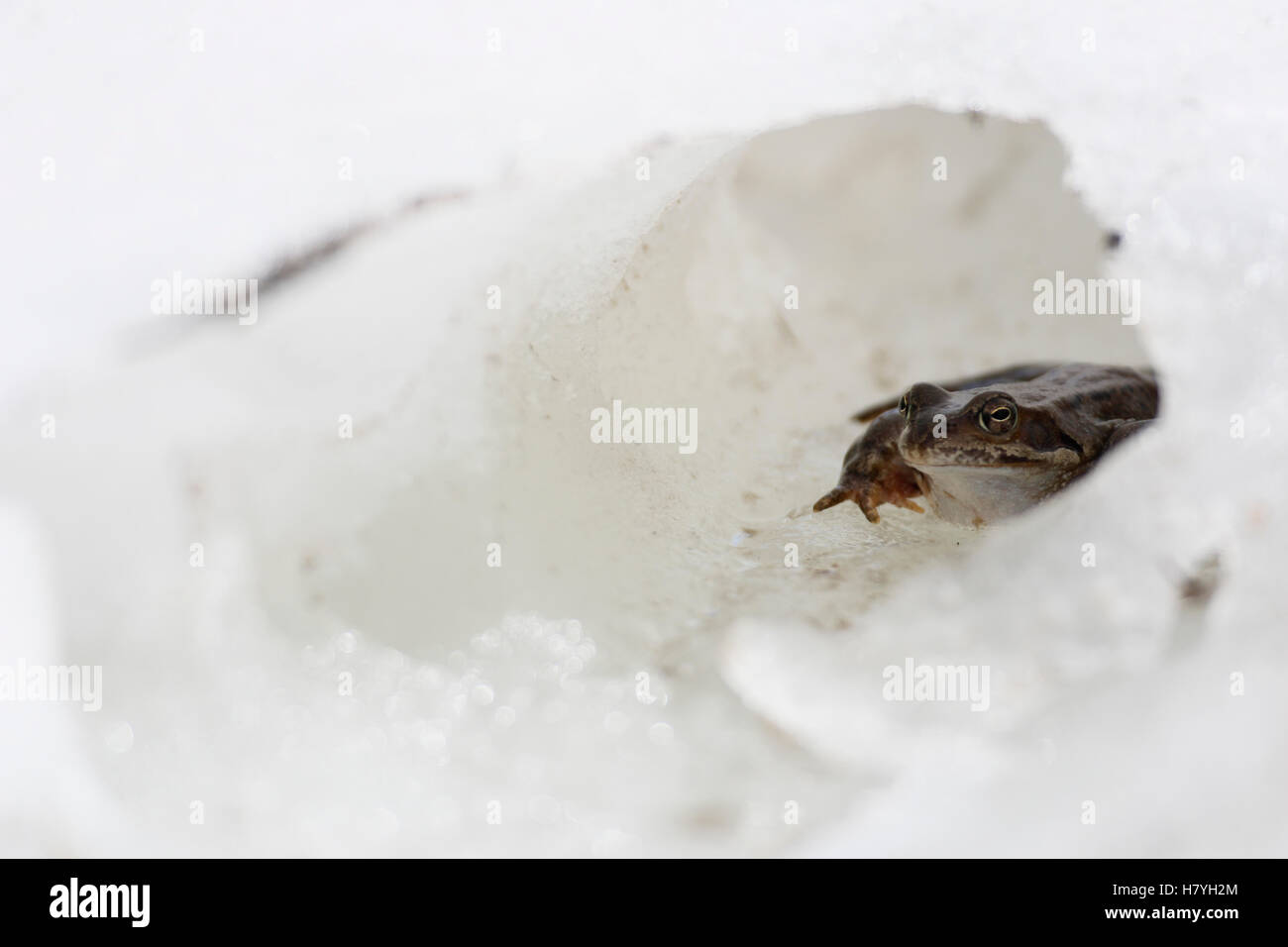 Common Frog (Rana temporaria) in ice hole at around 2000 meters, Alps ...