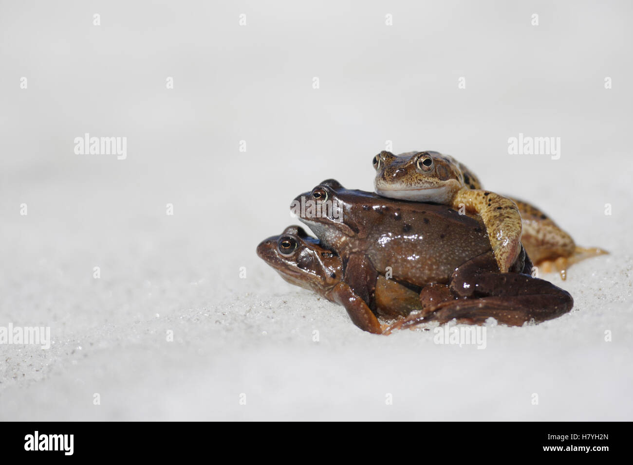 Common Frog (Rana temporaria) males fighting over female during ...