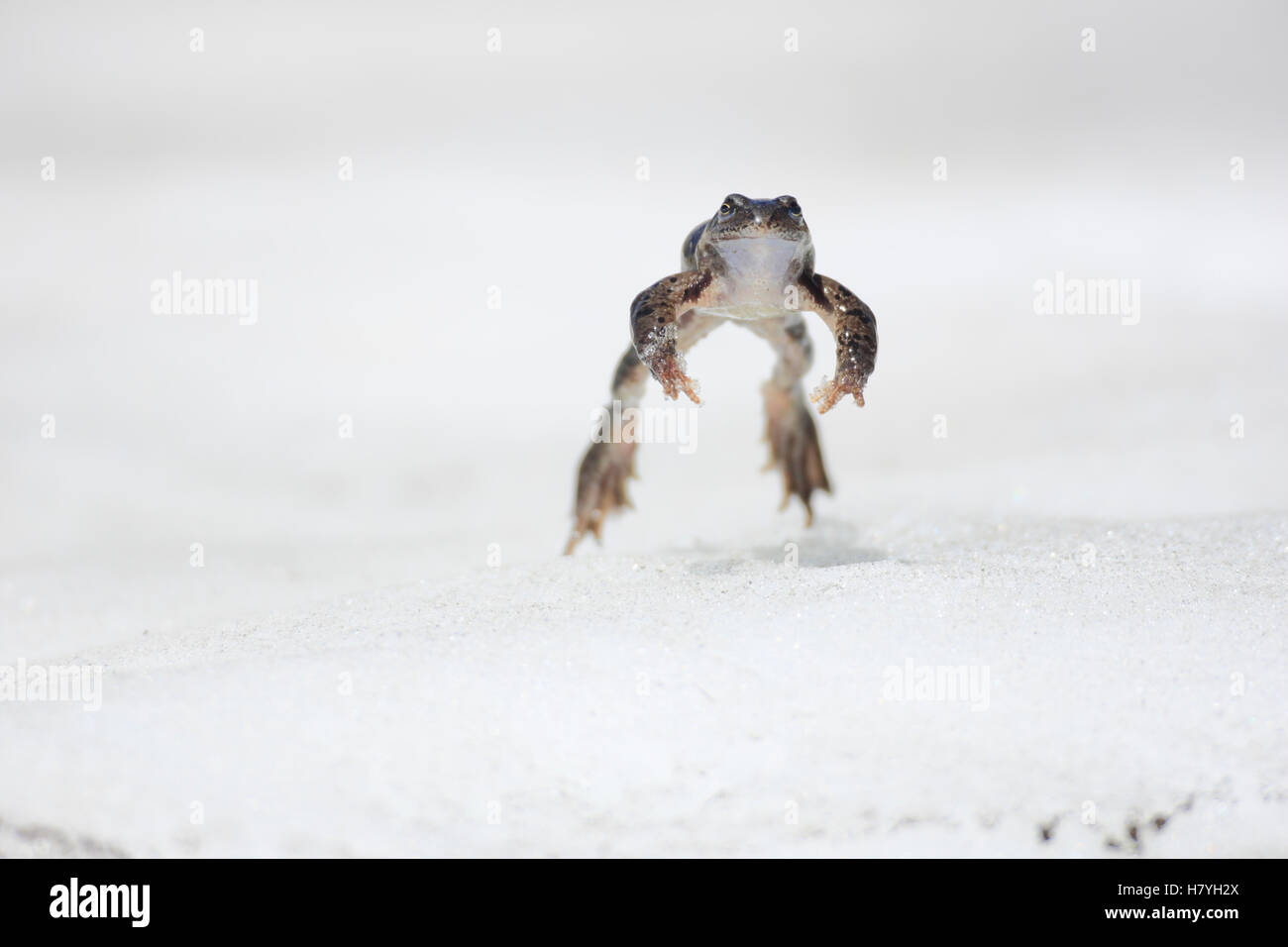 Common Frog (Rana temporaria) jumping over ice at around 2000 meters ...