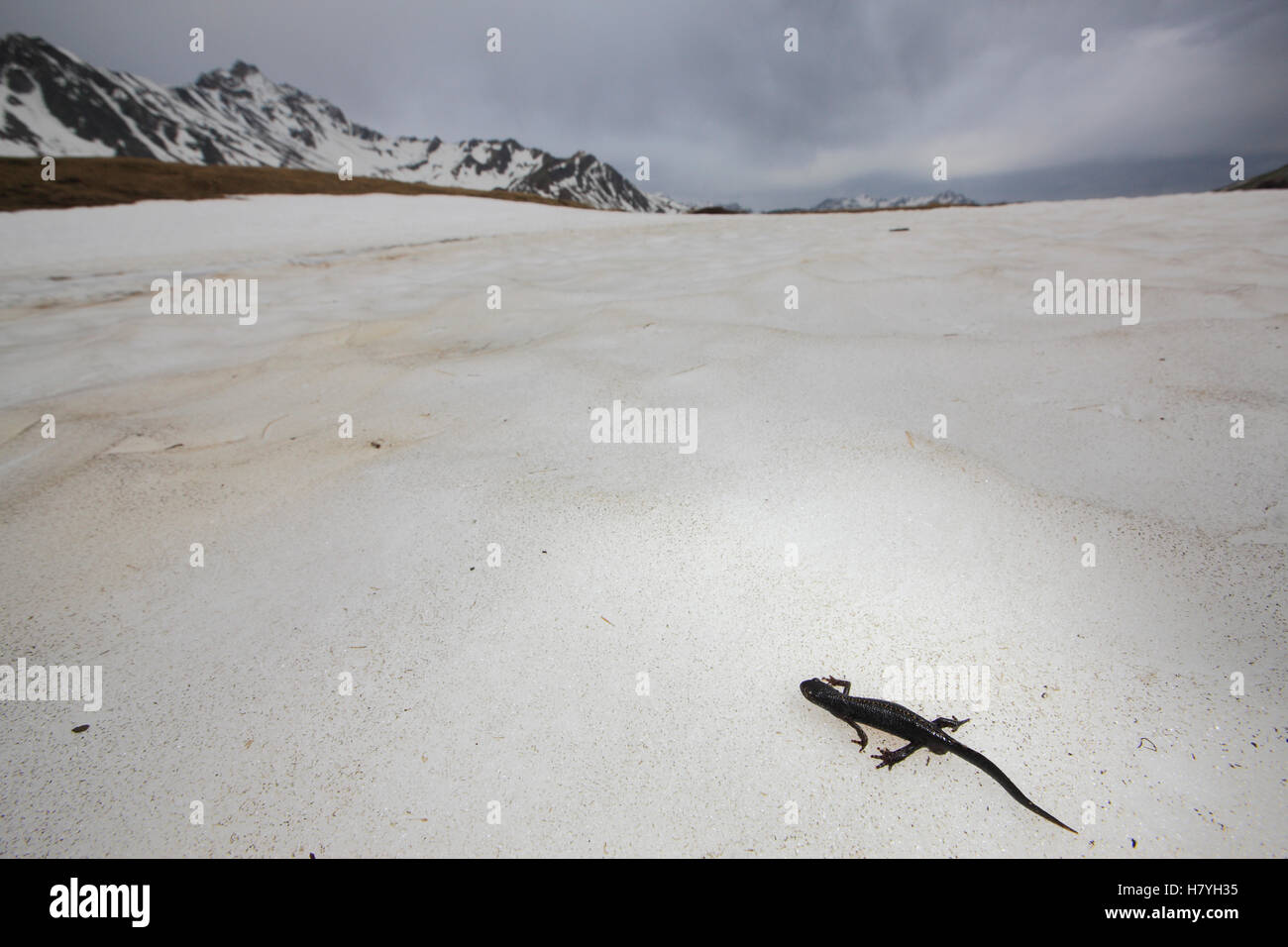 Alpine Newt (Ichthyosaura alpestris) migrating to breeding pond over ...