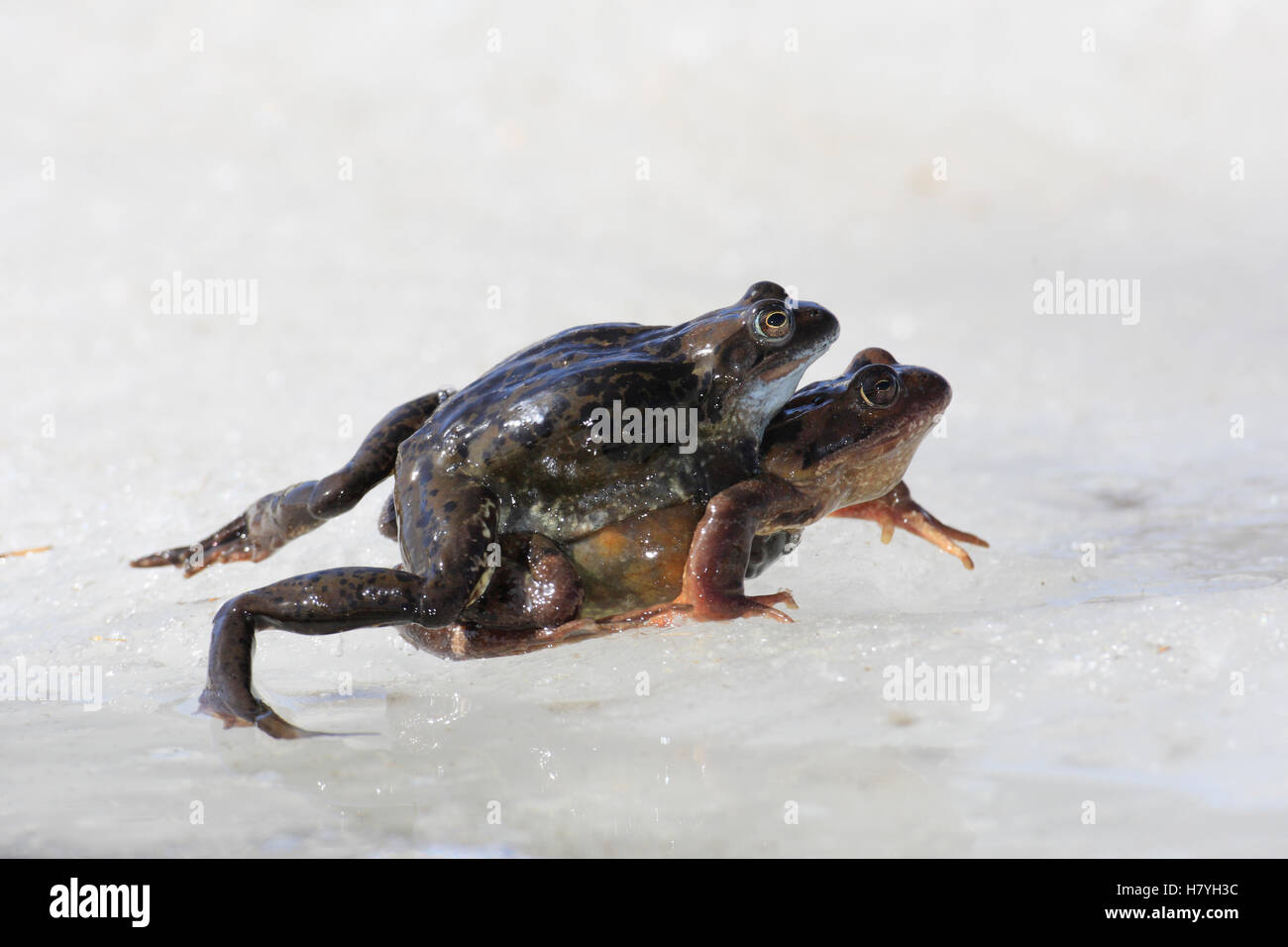 Common Frog (Rana temporaria) pair in amplexus on snow at around 2000 ...
