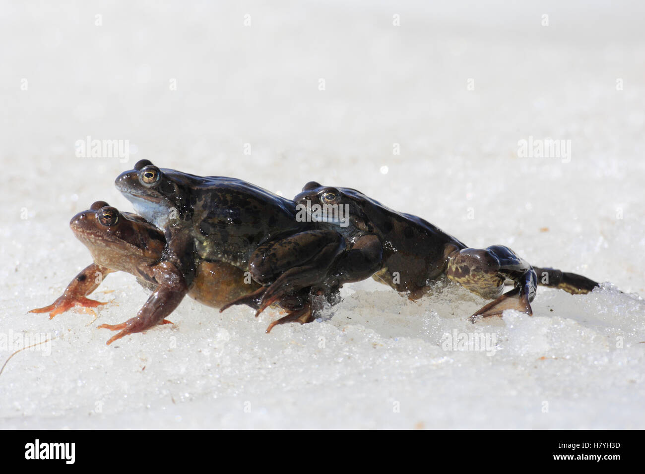 Common Frog (Rana temporaria) males fighting over female during ...