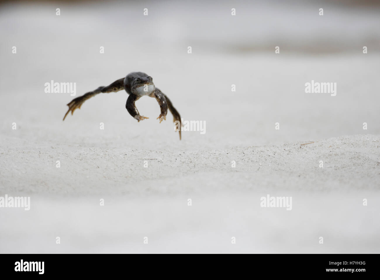 Common Frog (Rana temporaria) jumping over ice at around 2000 meters ...