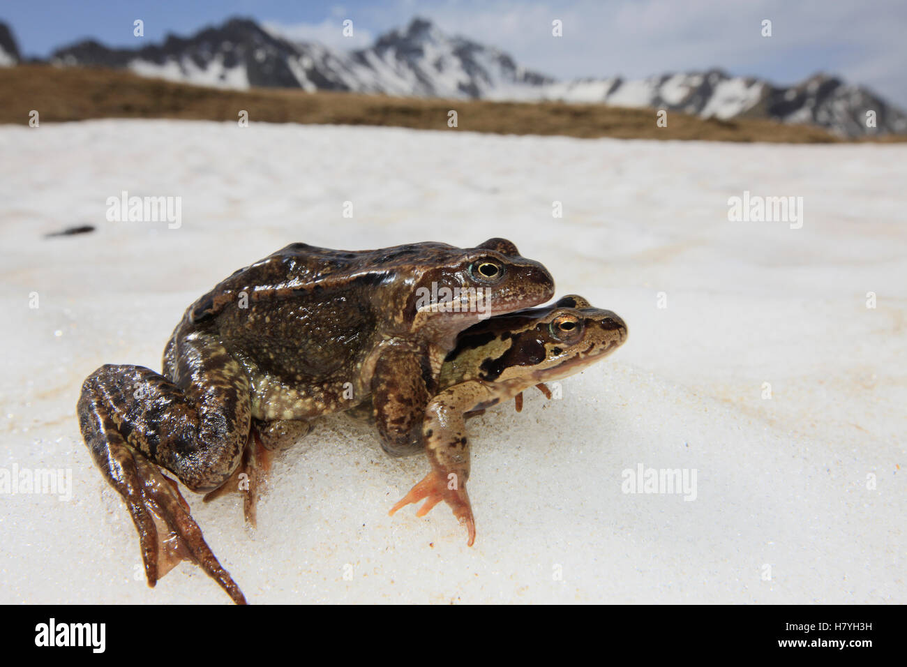 Common Frog (Rana temporaria) pair in amplexus on snow at around 2000 ...