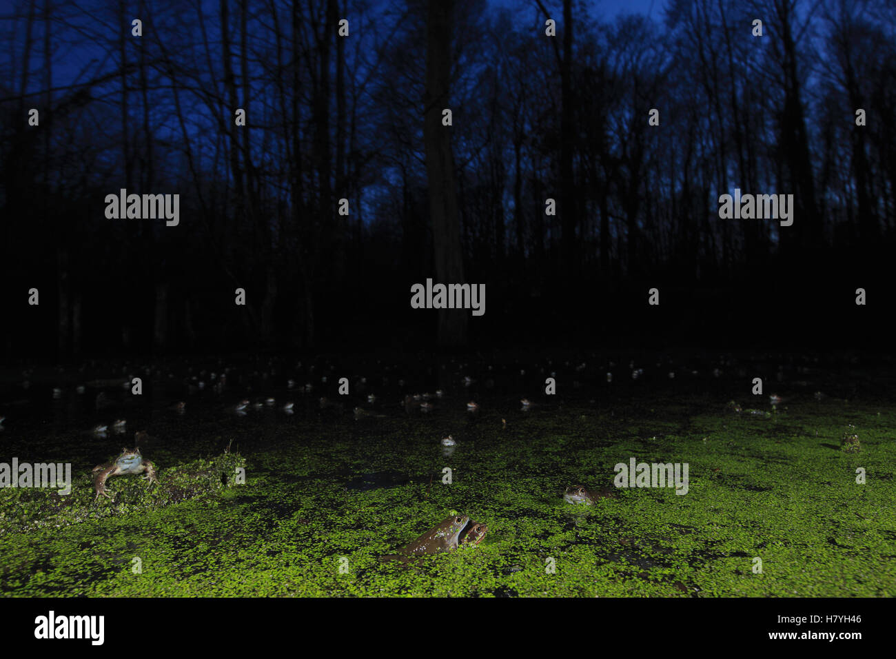 Common Frog (Rana temporaria) group in forest pond during spawning ...