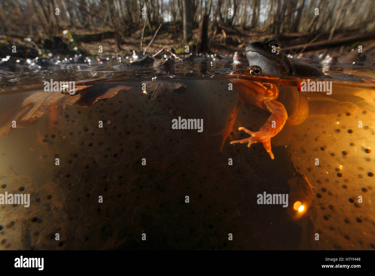 Common Frog (Rana temporaria) pair in amplexus in forest pond during ...