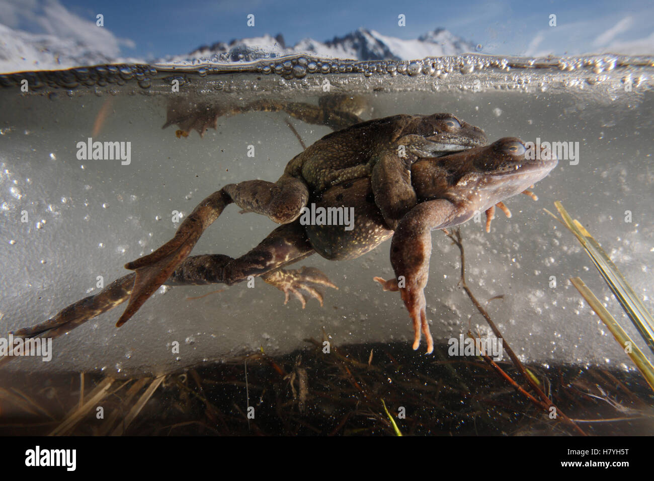 Common Frog (Rana temporaria) pair in amplexus in partially frozen pond ...