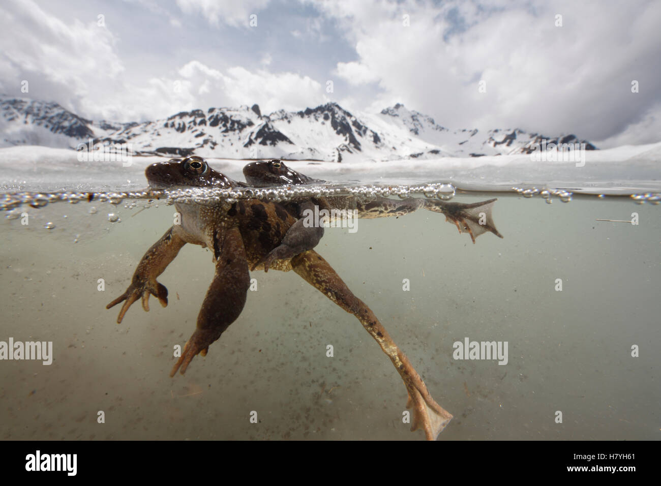 Common Frog (Rana temporaria) pair in amplexus in partially frozen pond ...