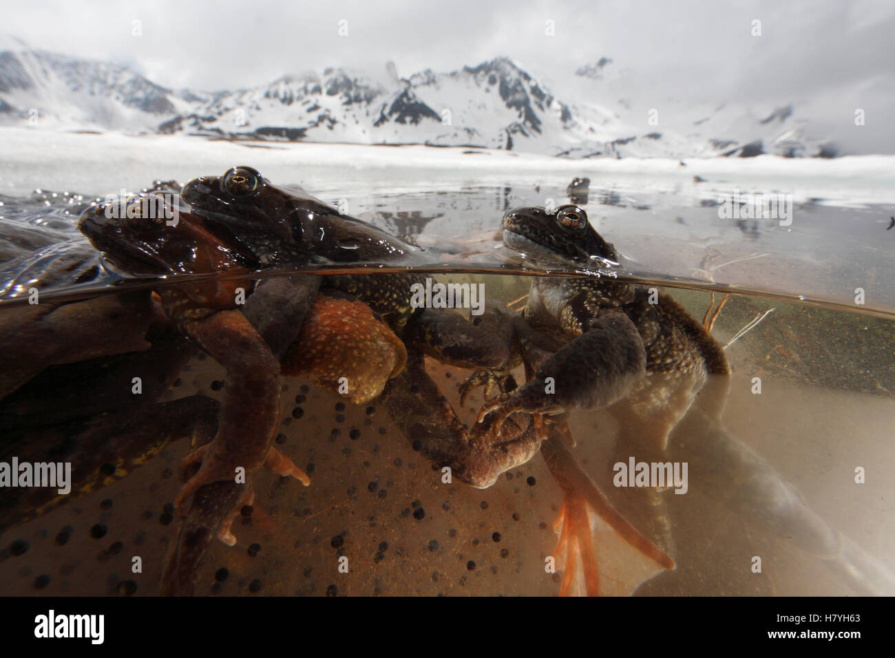 Common Frog (Rana temporaria) males competing for female around 2000 ...