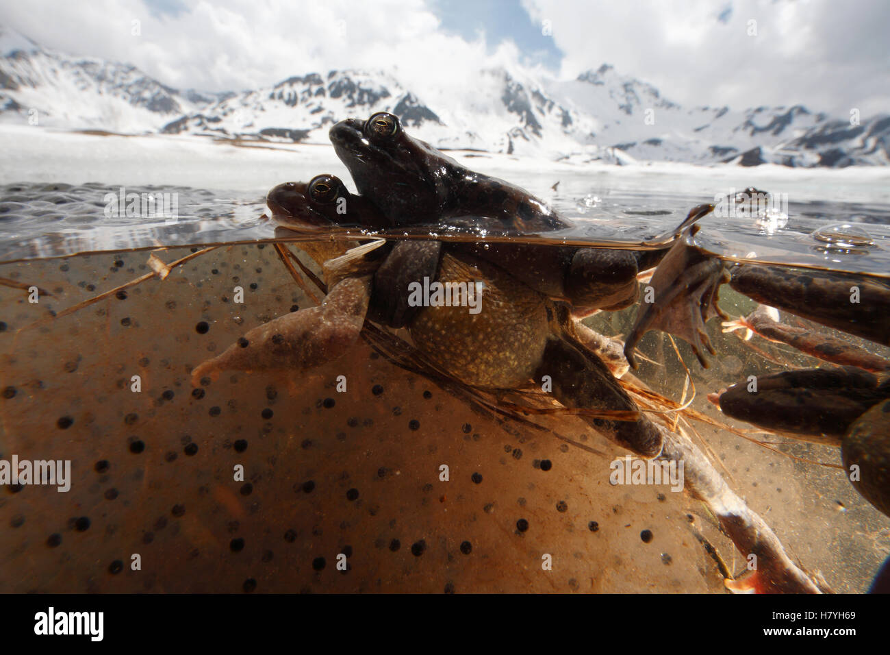 Common Frog (Rana temporaria) pair in amplexus with spawn in partially ...