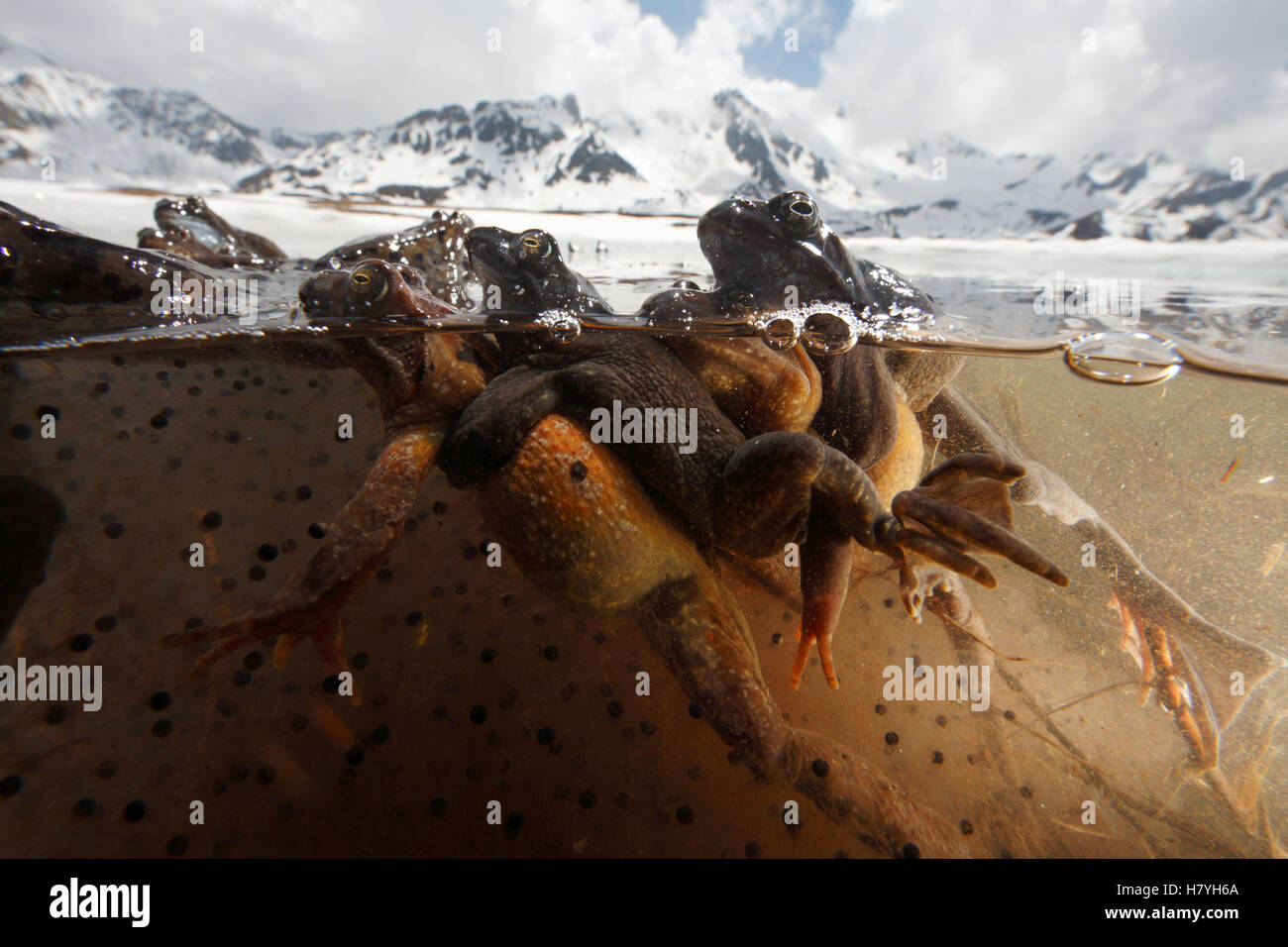 Common Frog (Rana temporaria) males competing for female around 2000 ...