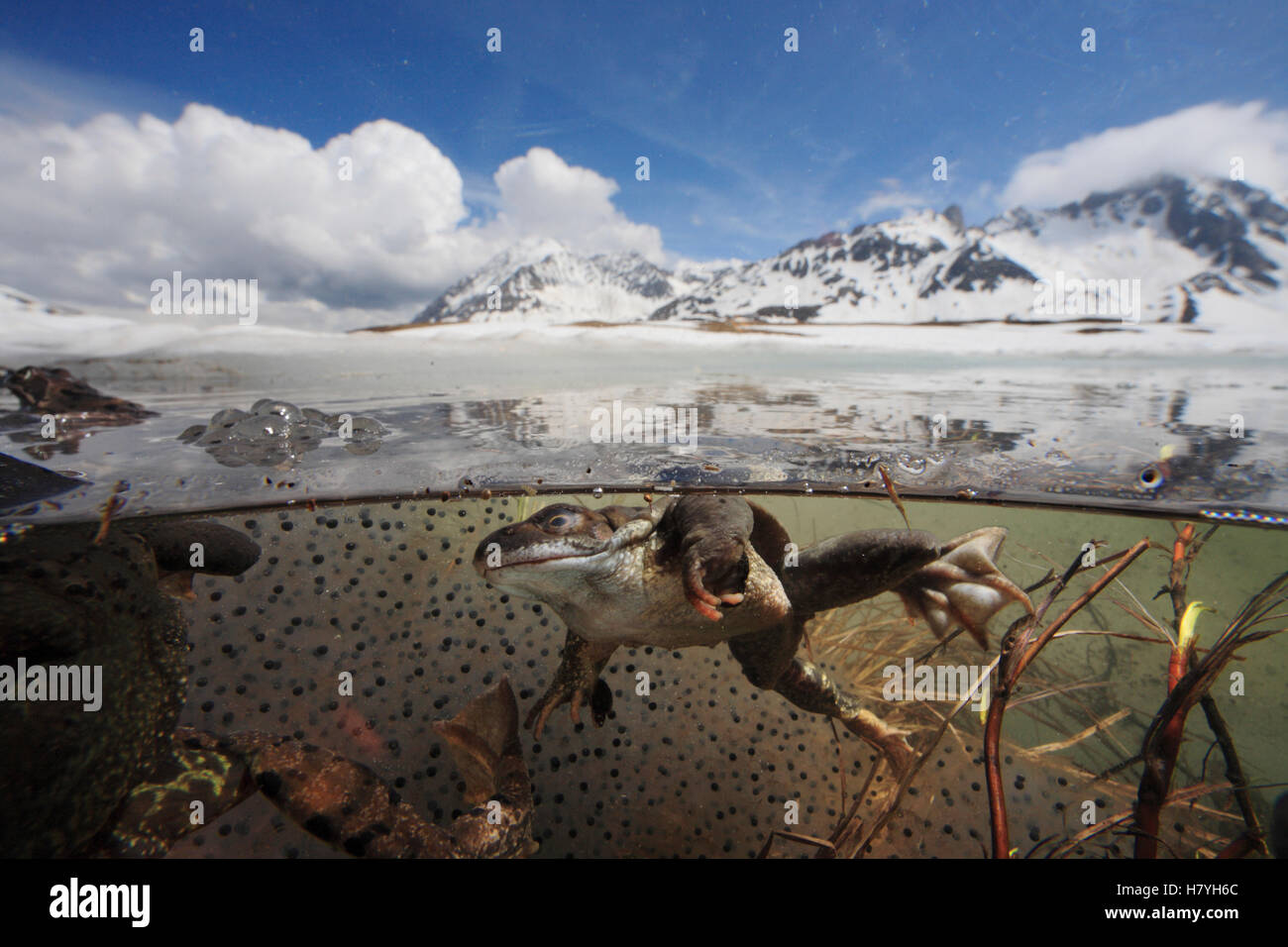 Common Frog (Rana temporaria) in partially frozen pond with frog spawn ...